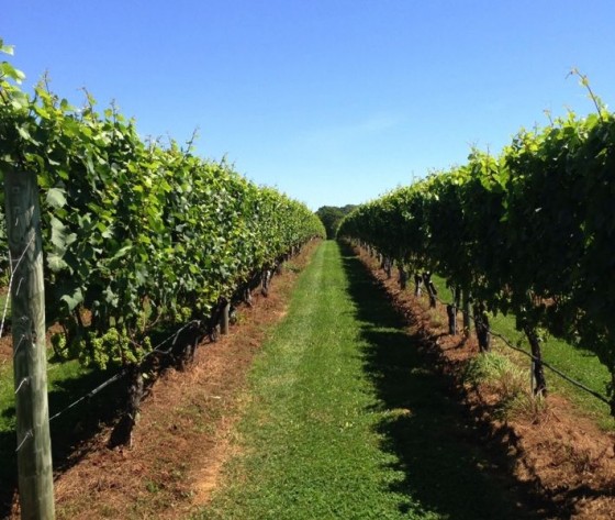 wolffer estate vineyard on long island's east end is a gorgeous ...