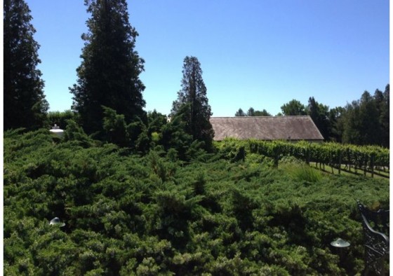 wolffer estate vineyard on long island's east end is a gorgeous ...